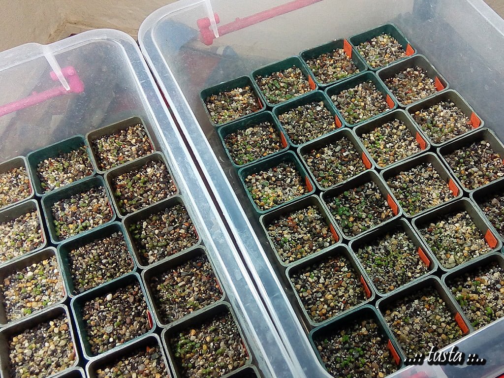 How To Grow Lithops From Seed | Beci Lithops