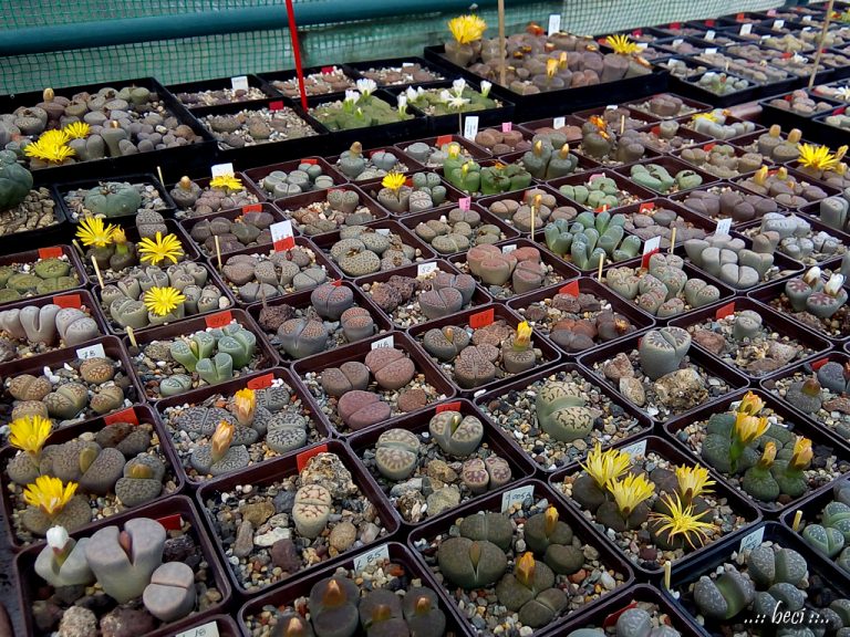 Cultivation and care of Lithops – fundamentals | Beci Lithops