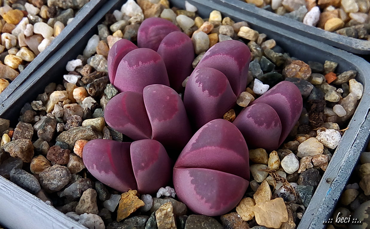 Uzgajanje i nega Lithopsa - osnovni principi | Beci Lithops